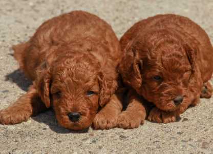 Irish Mini Goldendoodle Puppies For Sale | #1 Tri-breed