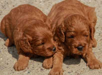Irish Mini Goldendoodle Puppies For Sale | #1 Tri-breed