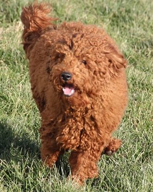 Mini Irish Goldendoodles | Prissy's Puppies