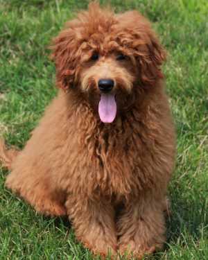 Irish Mini Goldendoodle Puppies For Sale | #1 Tri-breed