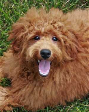 Irish Mini Goldendoodle Puppies For Sale | #1 Tri-breed