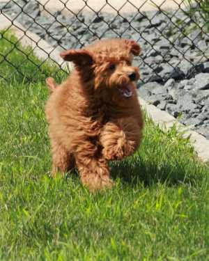 Irish Mini Goldendoodle Puppies For Sale | #1 Tri-breed