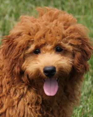 Irish Mini Goldendoodle Puppies For Sale | #1 Tri-breed