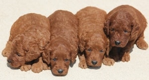 10-50 lb Mini Goldendoodle Puppies | Red Irish Colors