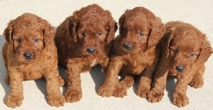 10-50 lb Mini Goldendoodle Puppies | Red Irish Colors