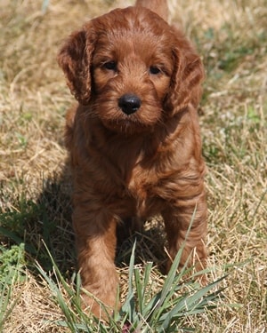 10-50 lb Mini Goldendoodle Puppies | Red Irish Colors