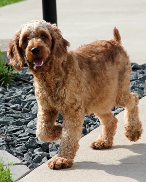 Mini Irish Goldendoodles | Prissy's Puppies
