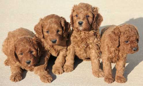 Mini Irish Goldendoodles | Prissy's Puppies