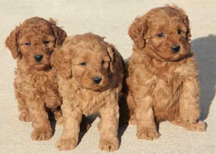 Mini Irish Goldendoodles | Prissy's Puppies