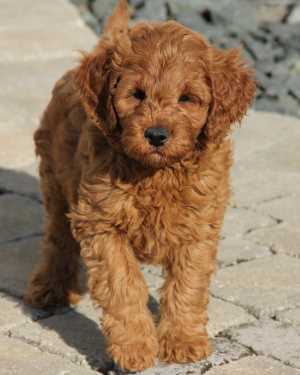 Prissy's Male 2