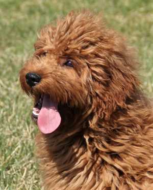 Irish Mini Goldendoodle Puppies For Sale | #1 Tri-breed