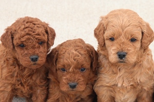 10-50 lb Mini Goldendoodle Puppies | Red Irish Colors