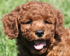 10-50 lb Mini Goldendoodle & Mini Irish Goldendoodle Puppies