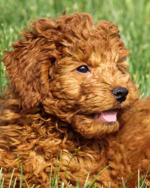 Irish Mini Goldendoodle Puppies For Sale | #1 Tri-breed