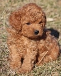 10-50 lb Mini Goldendoodle & Mini Irish Goldendoodle Puppies